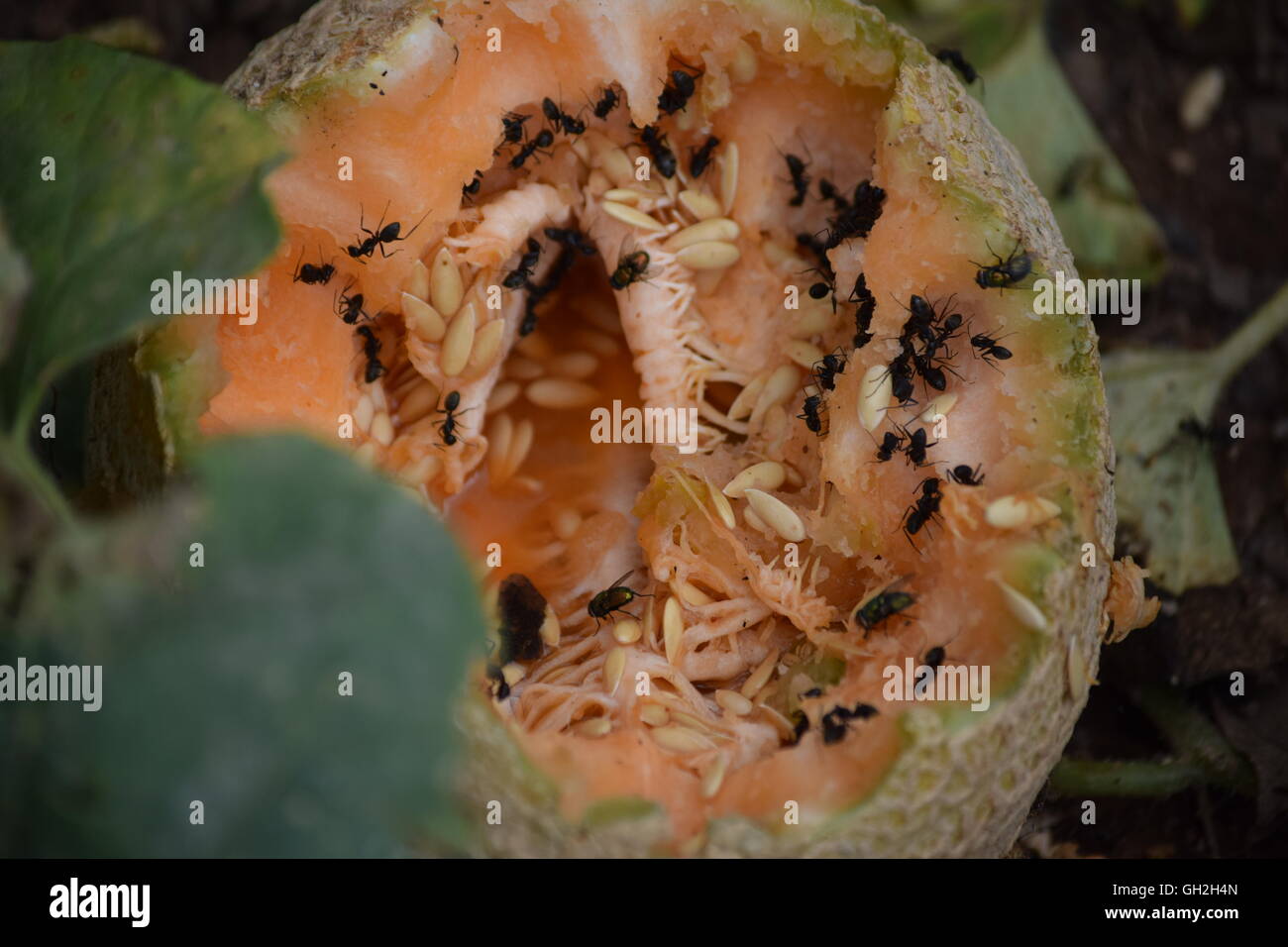 Insects and fruit hi-res stock photography and images - Alamy