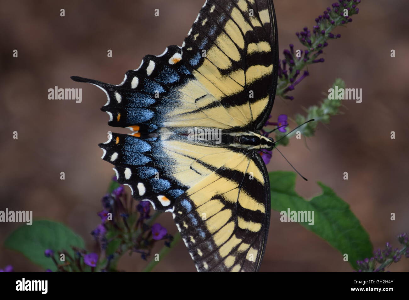 Butterfly at rest Stock Photo - Alamy