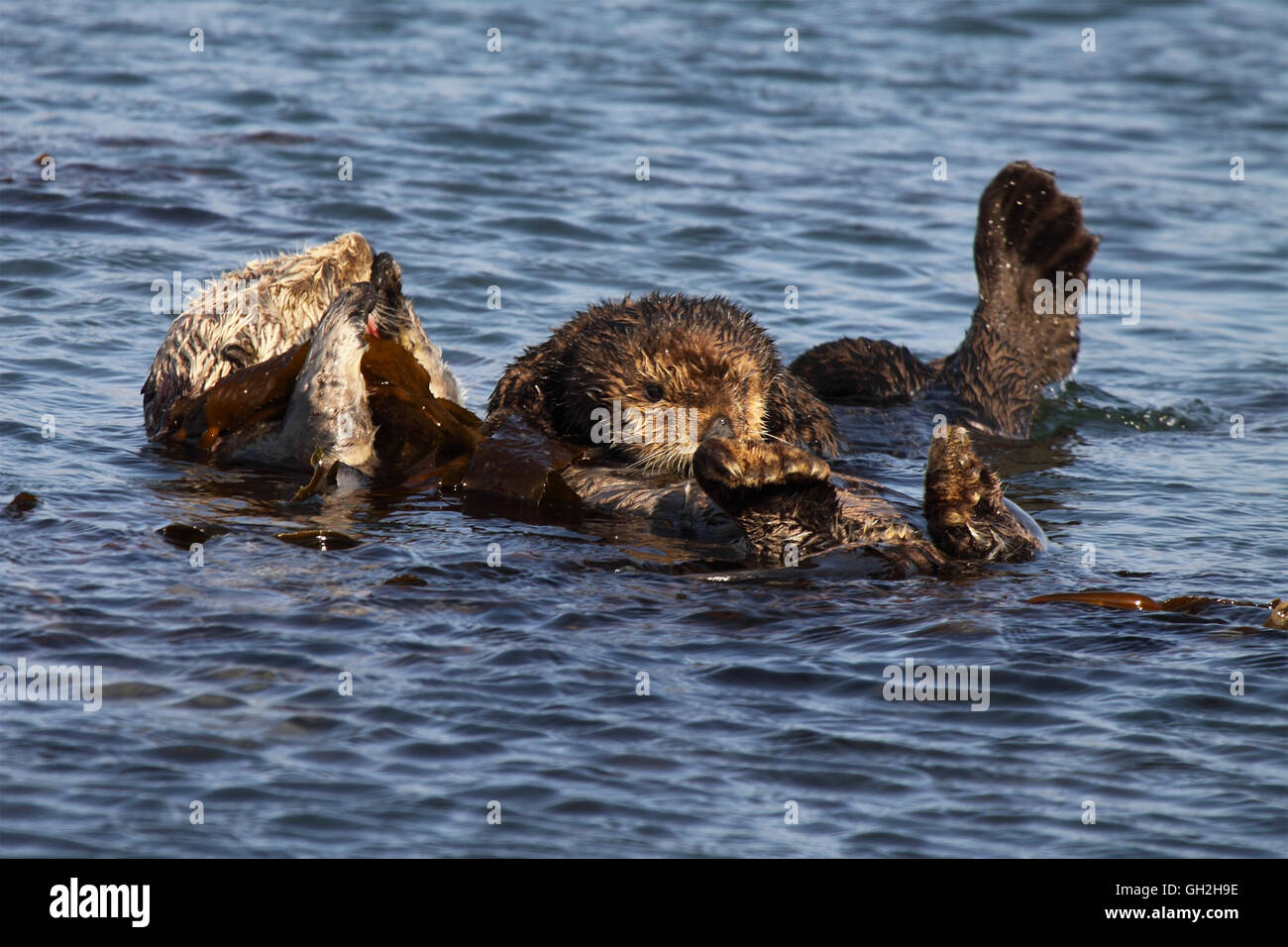 Immature otter hi-res stock photography and images - Alamy