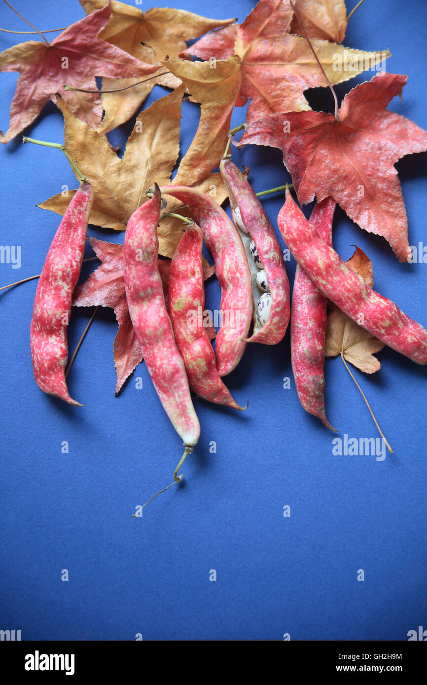 Cranberry beans hi-res stock photography and images - Alamy