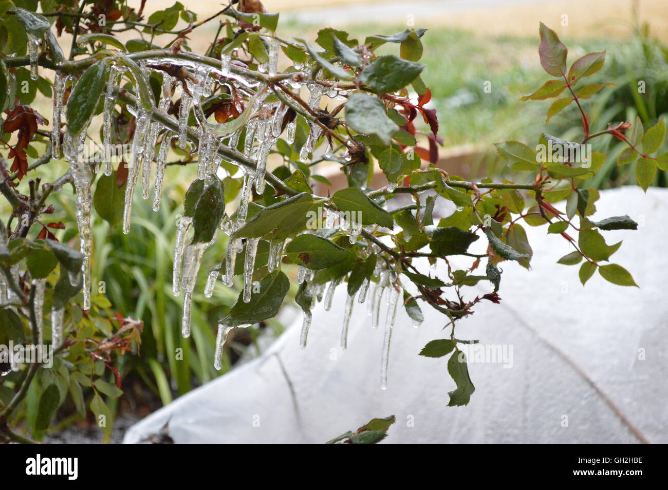 Ice hanging off rose bush limb Stock Photo - Alamy