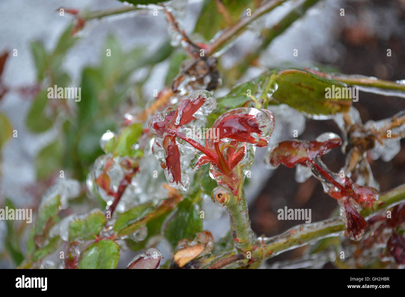 frozen rose bush leaves covered in ice Stock Photo - Alamy