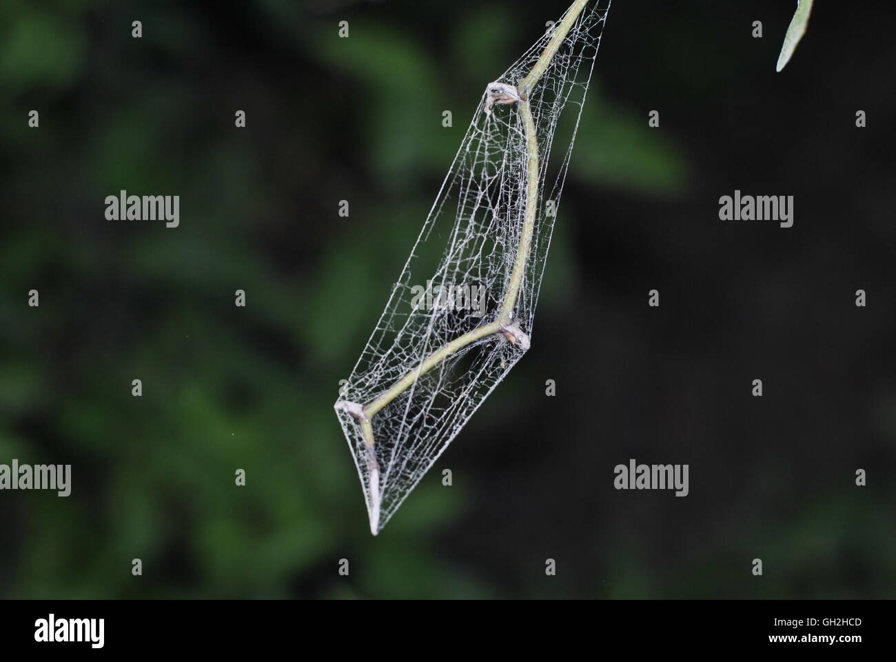 Spider web on tree branch Stock Photo - Alamy