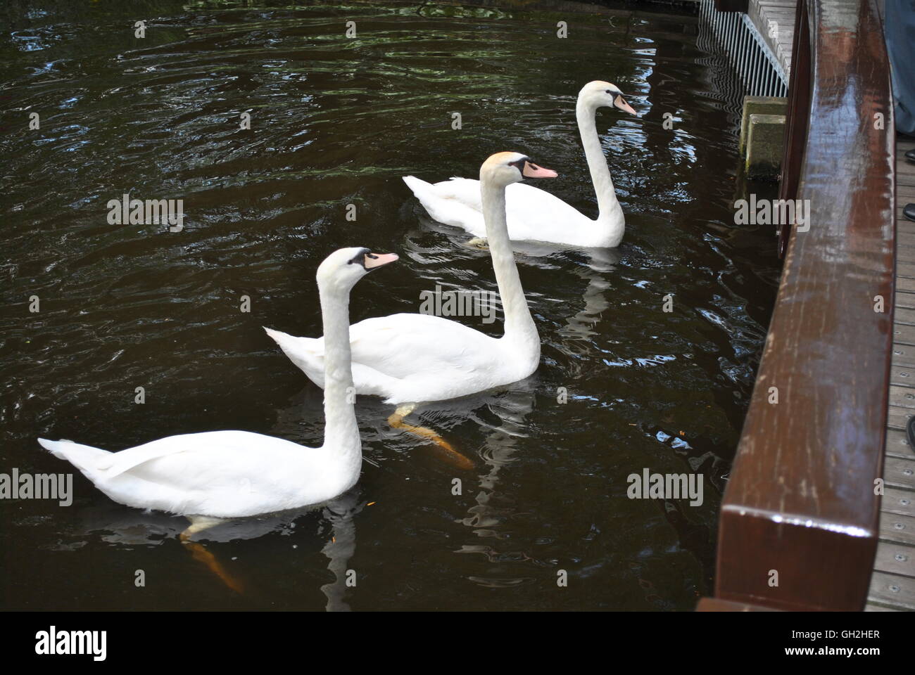 Swans in water hi-res stock photography and images - Alamy