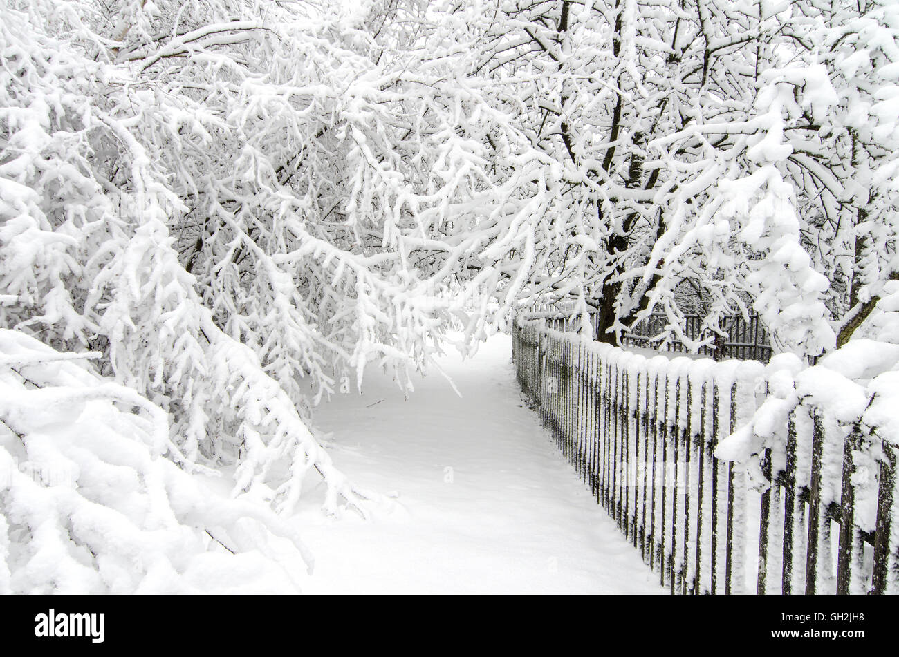 Trees in winter snow storm Stock Photo - Alamy