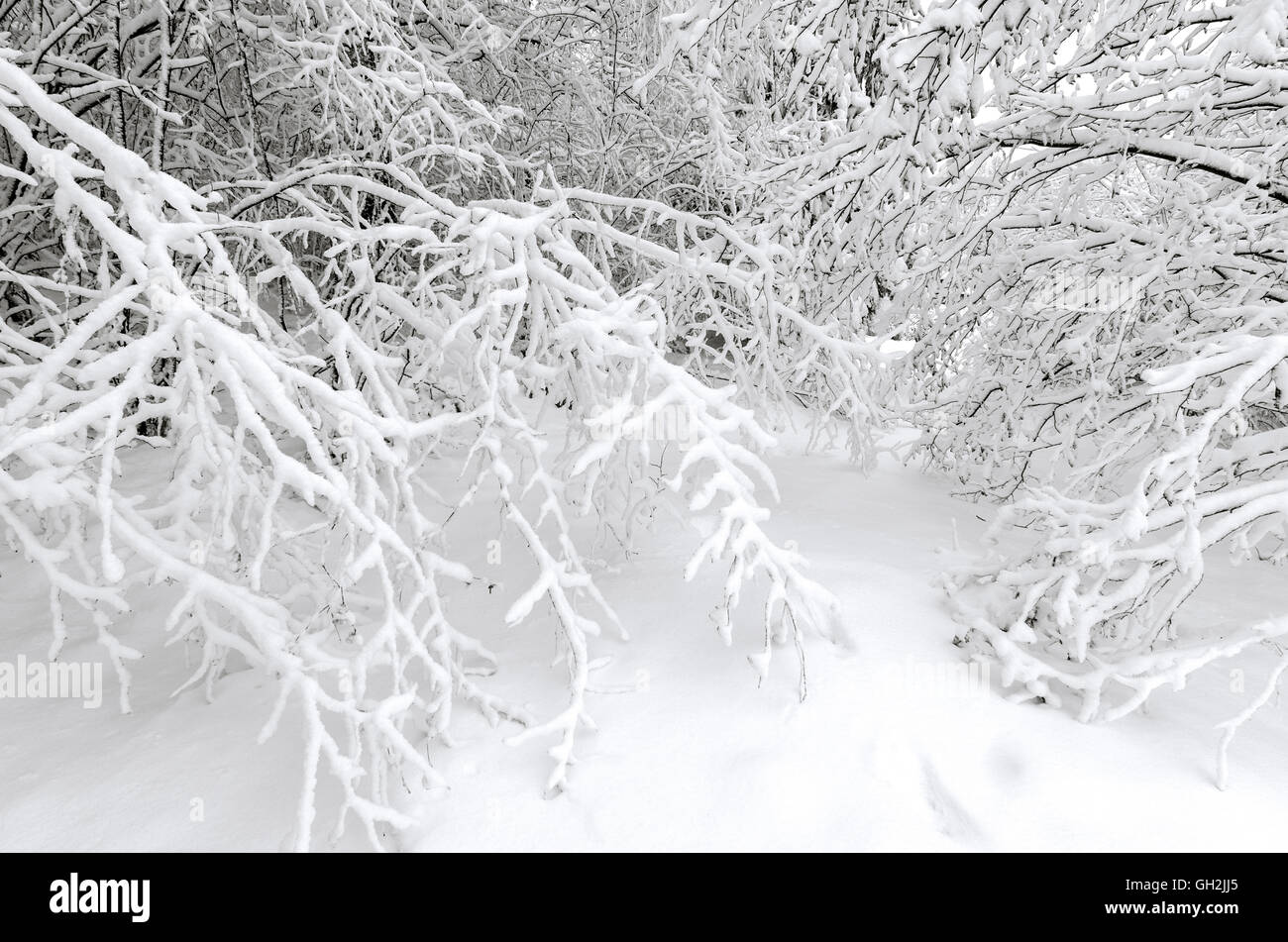 Trees in winter snow storm Stock Photo - Alamy