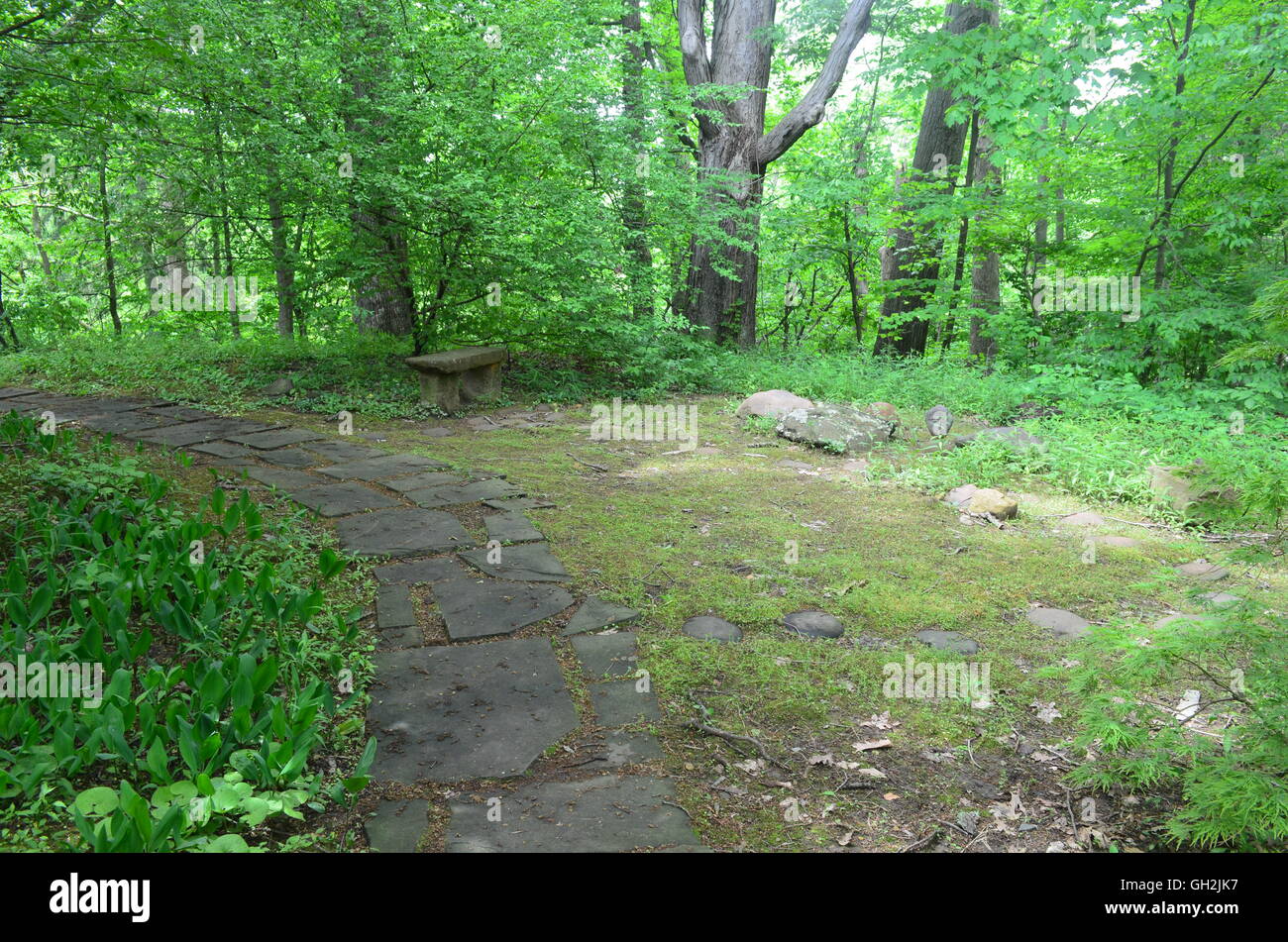 Walking path lined with bright green trees Stock Photo - Alamy