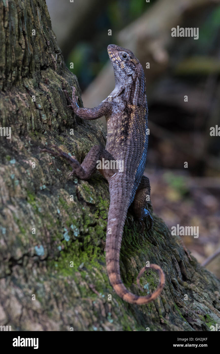 Ugly lizards hi-res stock photography and images - Alamy