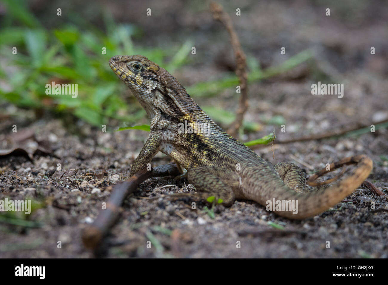 Ugly lizards hi-res stock photography and images - Alamy