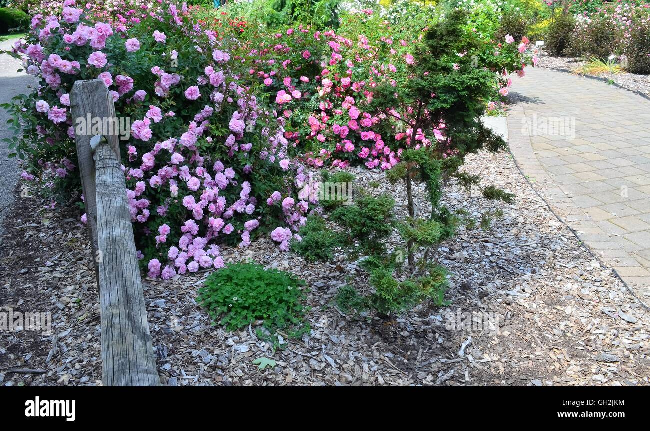 Pink Rose bush climbing over wood fence Stock Photo - Alamy