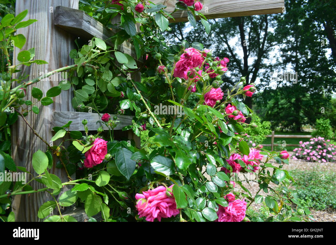 Trellis with climbing roses hi-res stock photography and images - Alamy