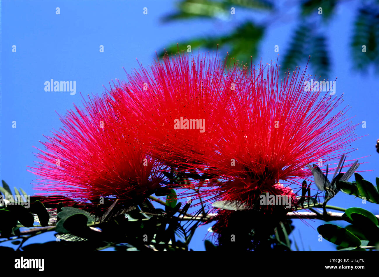 Powder Puff Flower High Resolution Stock Photography and Images - Alamy
