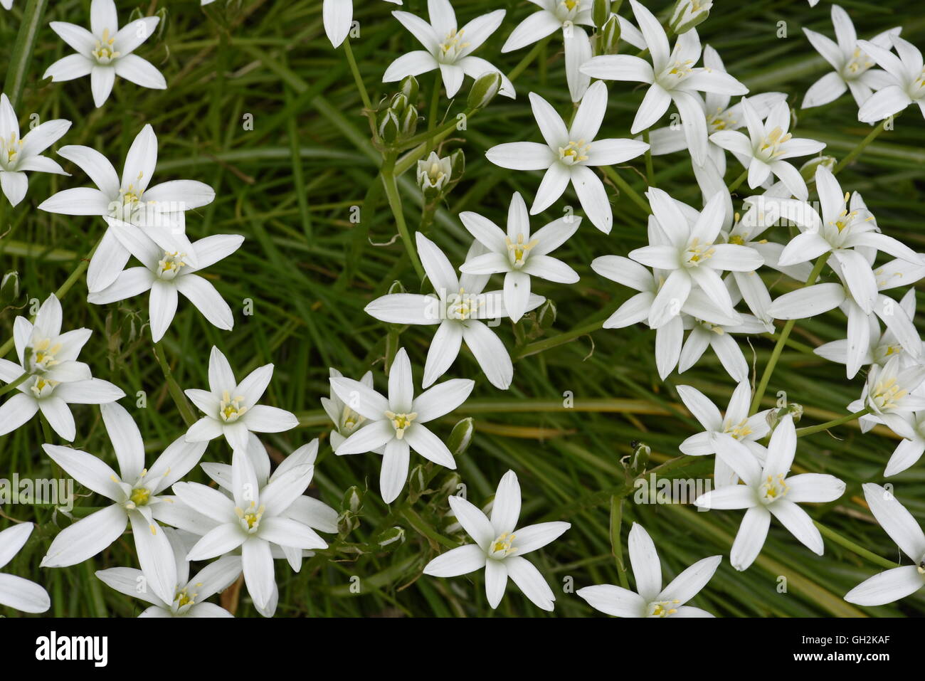 White flowers on flower bed garden in summer time Stock Photo - Alamy
