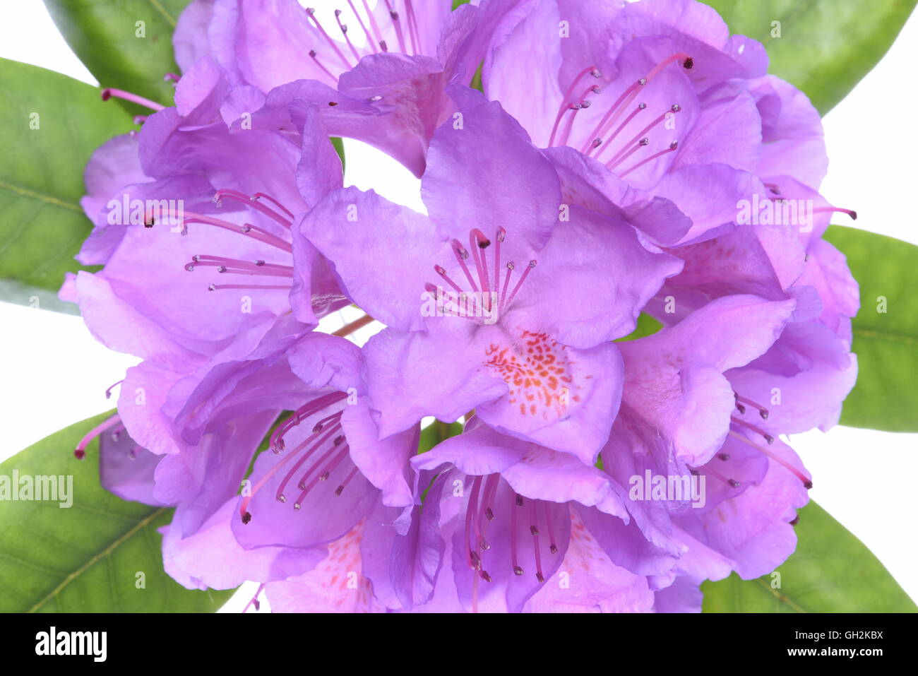Rhododendron isolated on white background Stock Photo - Alamy