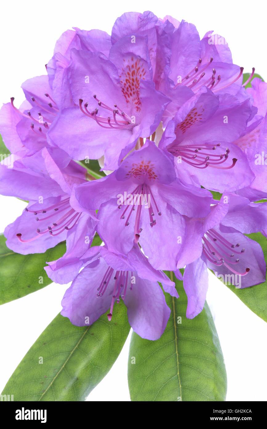Rhododendron isolated on white background Stock Photo - Alamy