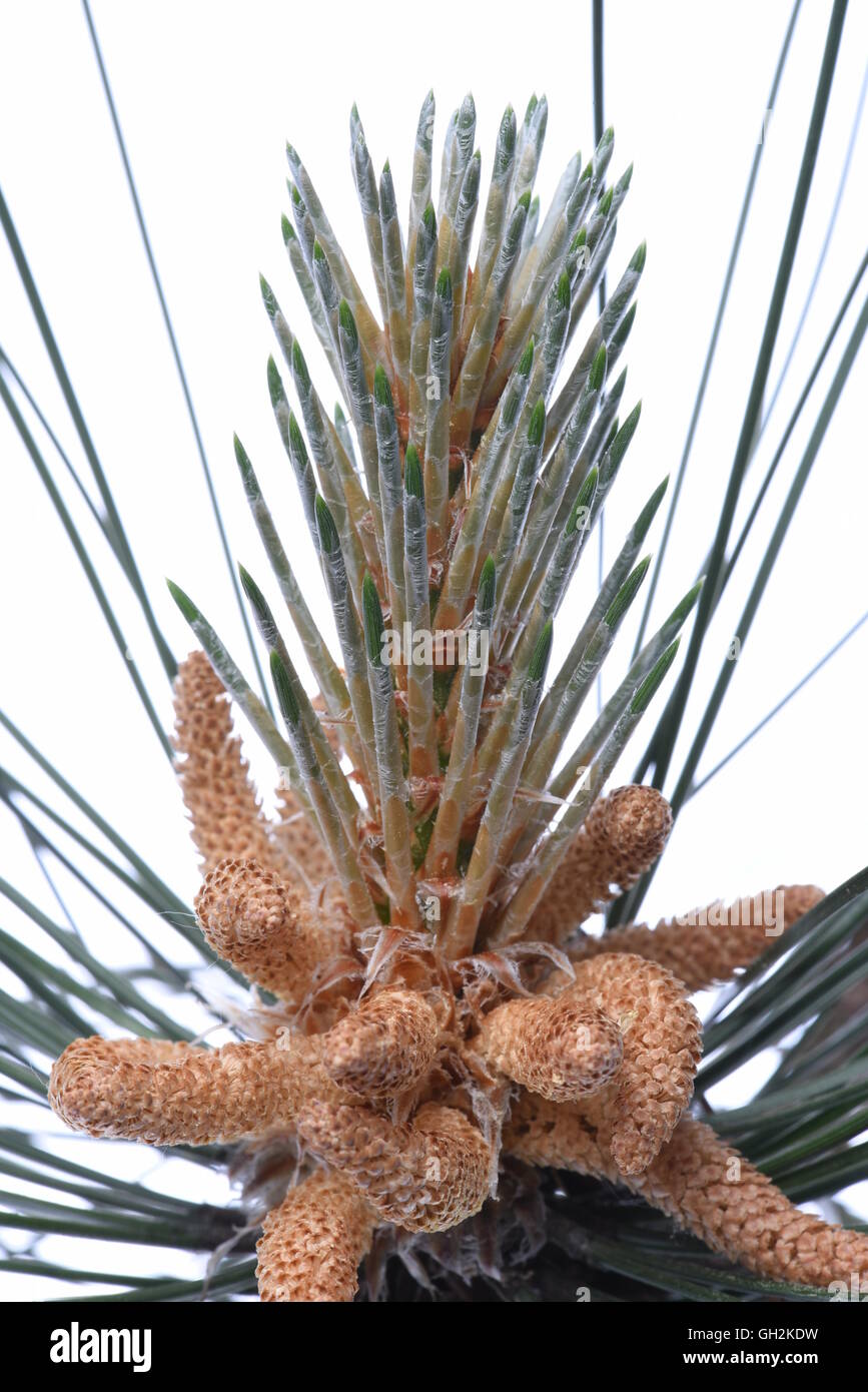 Male flowers of pine isolated on white background Stock Photo - Alamy
