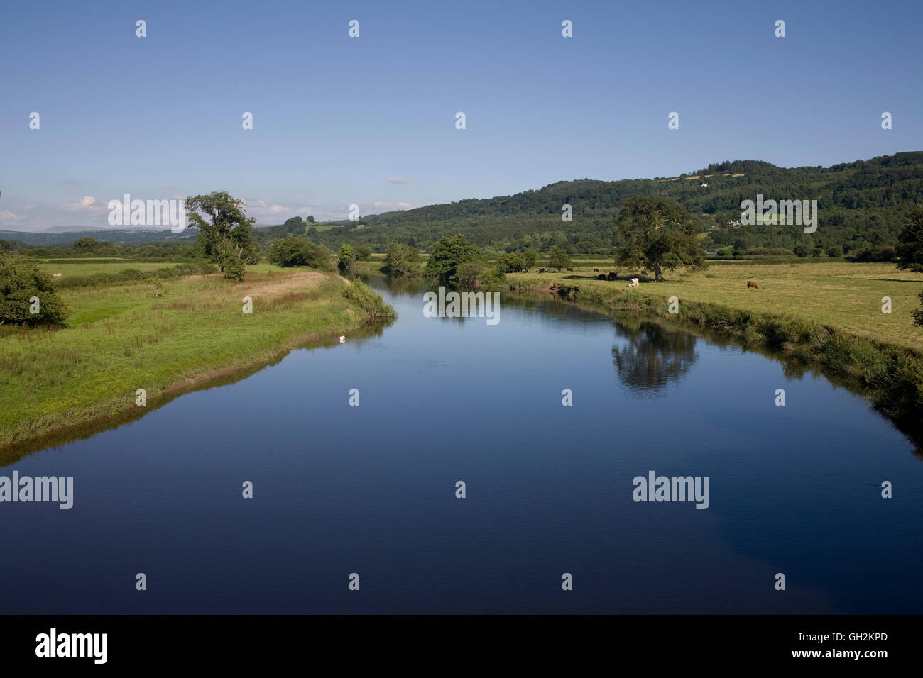 River Towy at Dryslwyn on warm summer afternoon Stock Photo - Alamy