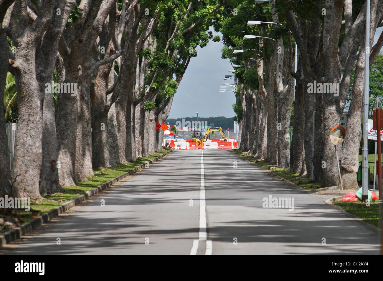 Tree trees lined pathway hi-res stock photography and images - Alamy
