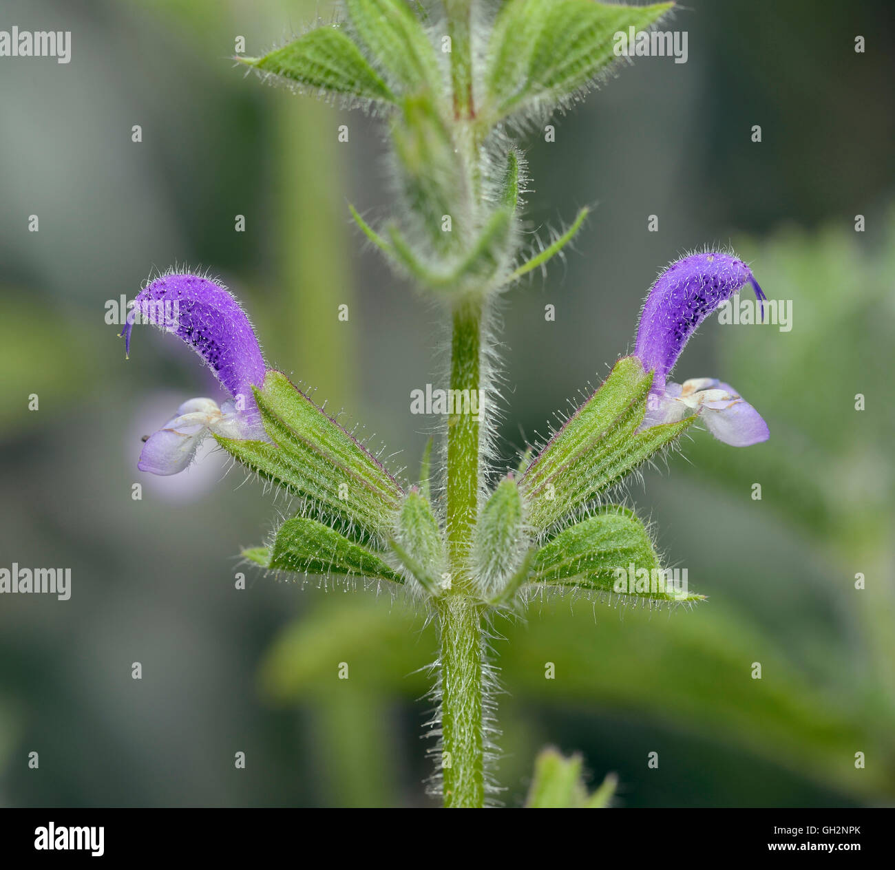 Salvia viridis hi-res stock photography and images - Alamy