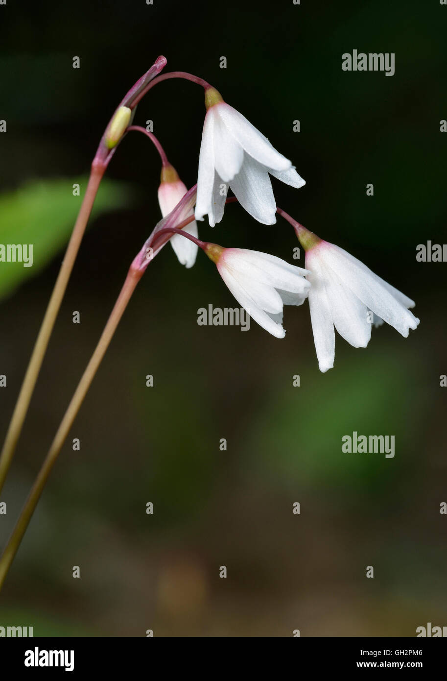 Autumn Snowflake - Acis autumnalis Bulb from western Mediterranean ...