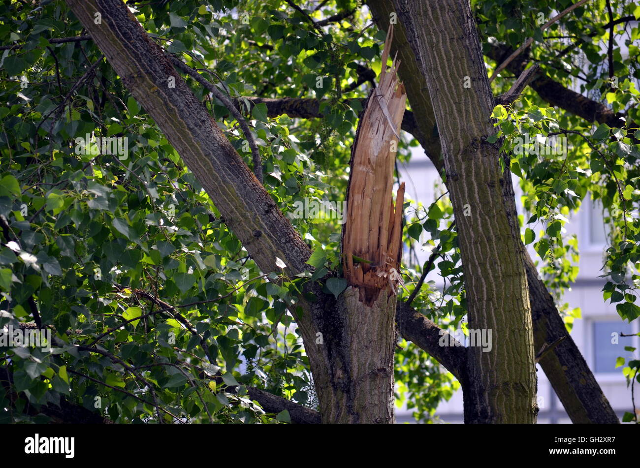 Broken tree branch hi-res stock photography and images - Alamy