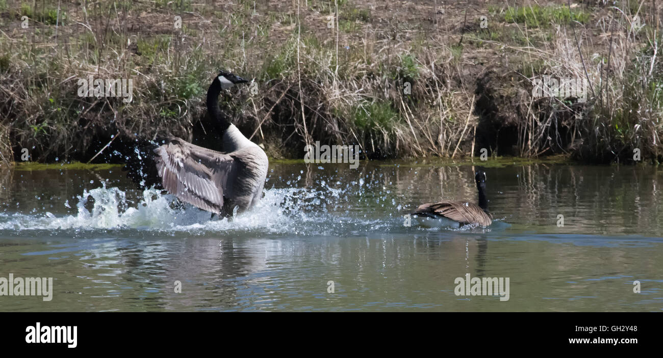 Canada geese landing on water hi-res stock photography and images - Alamy