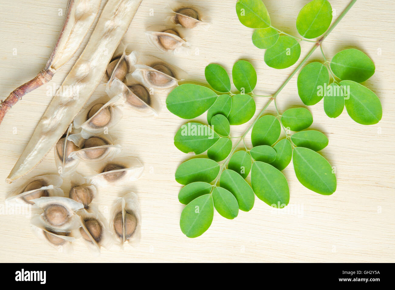 Moringa (Also known as Moringa oleifera Lam., MORINGACEAE, Futaba kom ...