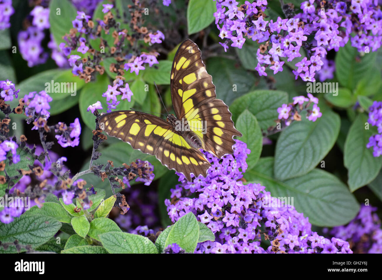 Butterfly in the Garden Stock Photo - Alamy
