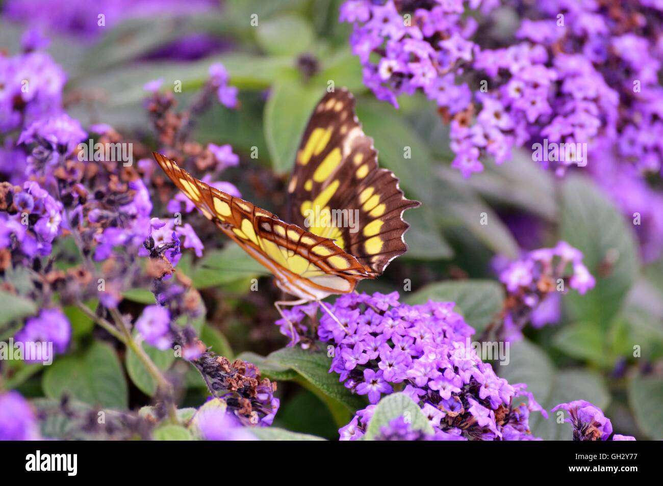 Butterfly in the Garden Stock Photo - Alamy