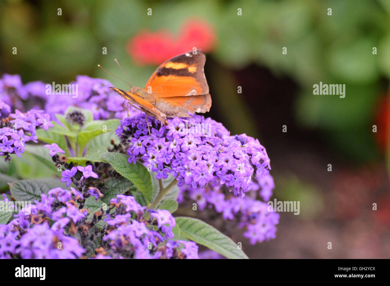 Butterfly in the Garden Stock Photo - Alamy