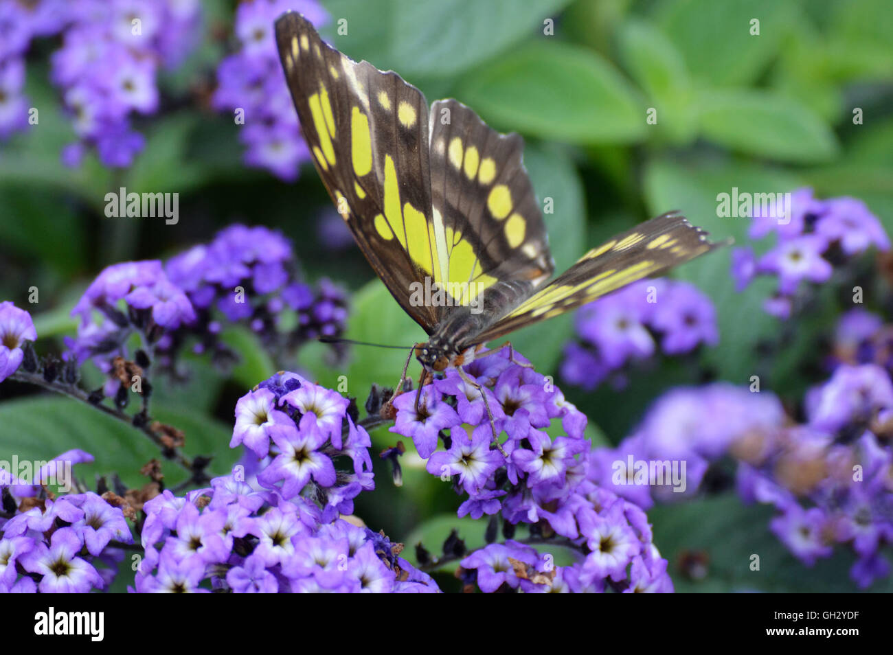 Butterfly in the Garden Stock Photo - Alamy