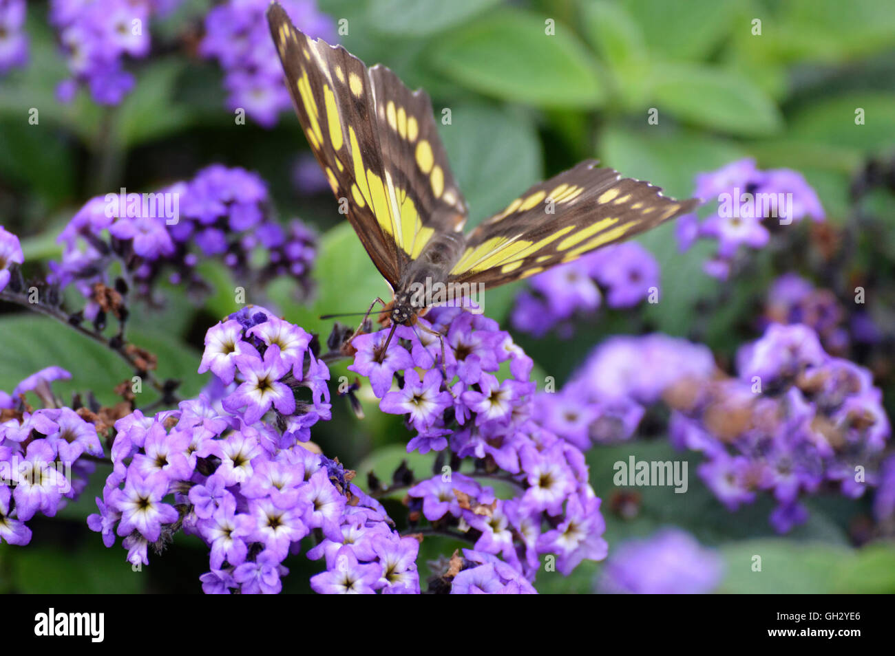 Butterfly in the Garden Stock Photo - Alamy
