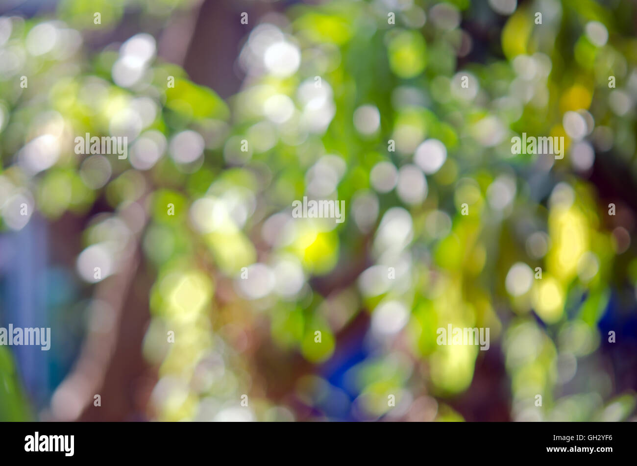 Abstract Bokeh background of tree, sky, light and sun shade Stock Photo ...