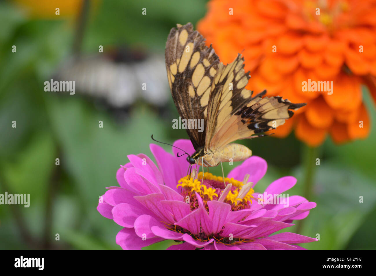 Butterfly in the Garden Stock Photo - Alamy