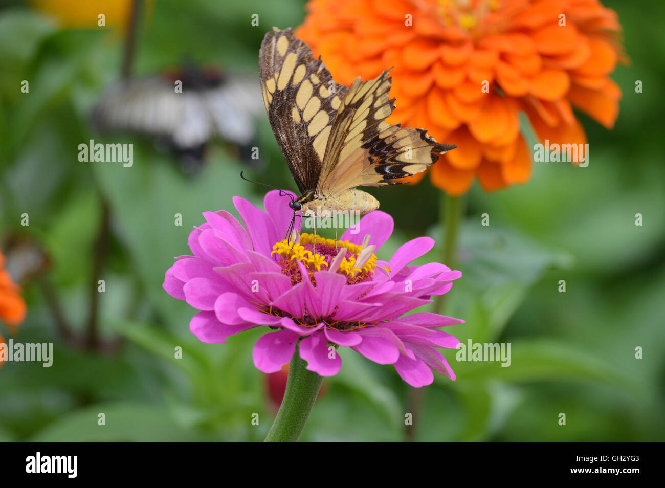 Butterfly in the Garden Stock Photo - Alamy