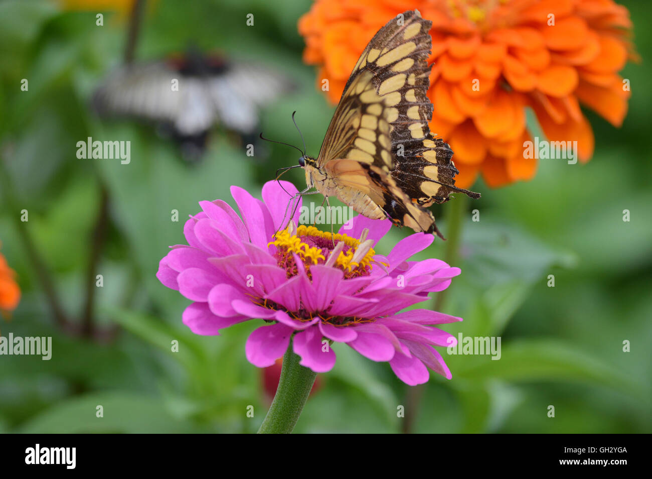 Butterfly in the Garden Stock Photo - Alamy