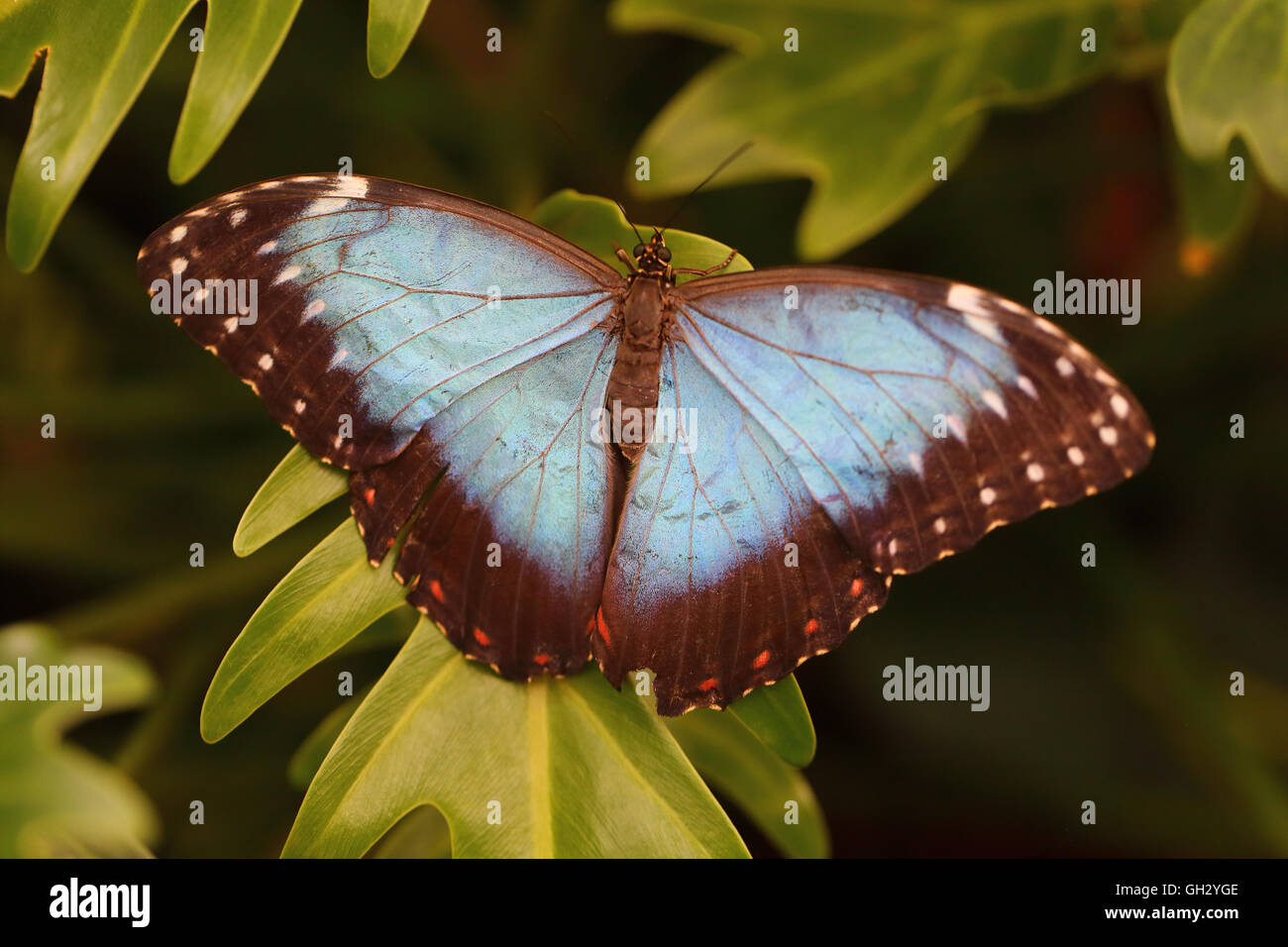 Morpho peleides butterfly hi-res stock photography and images - Alamy