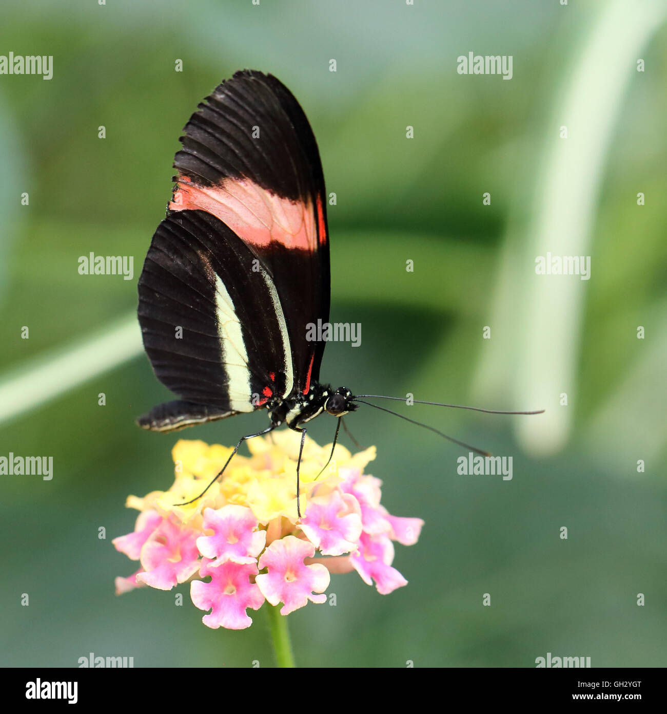 Red Postman butterfly at rest (Heliconius erato cyrbia, also known as ...