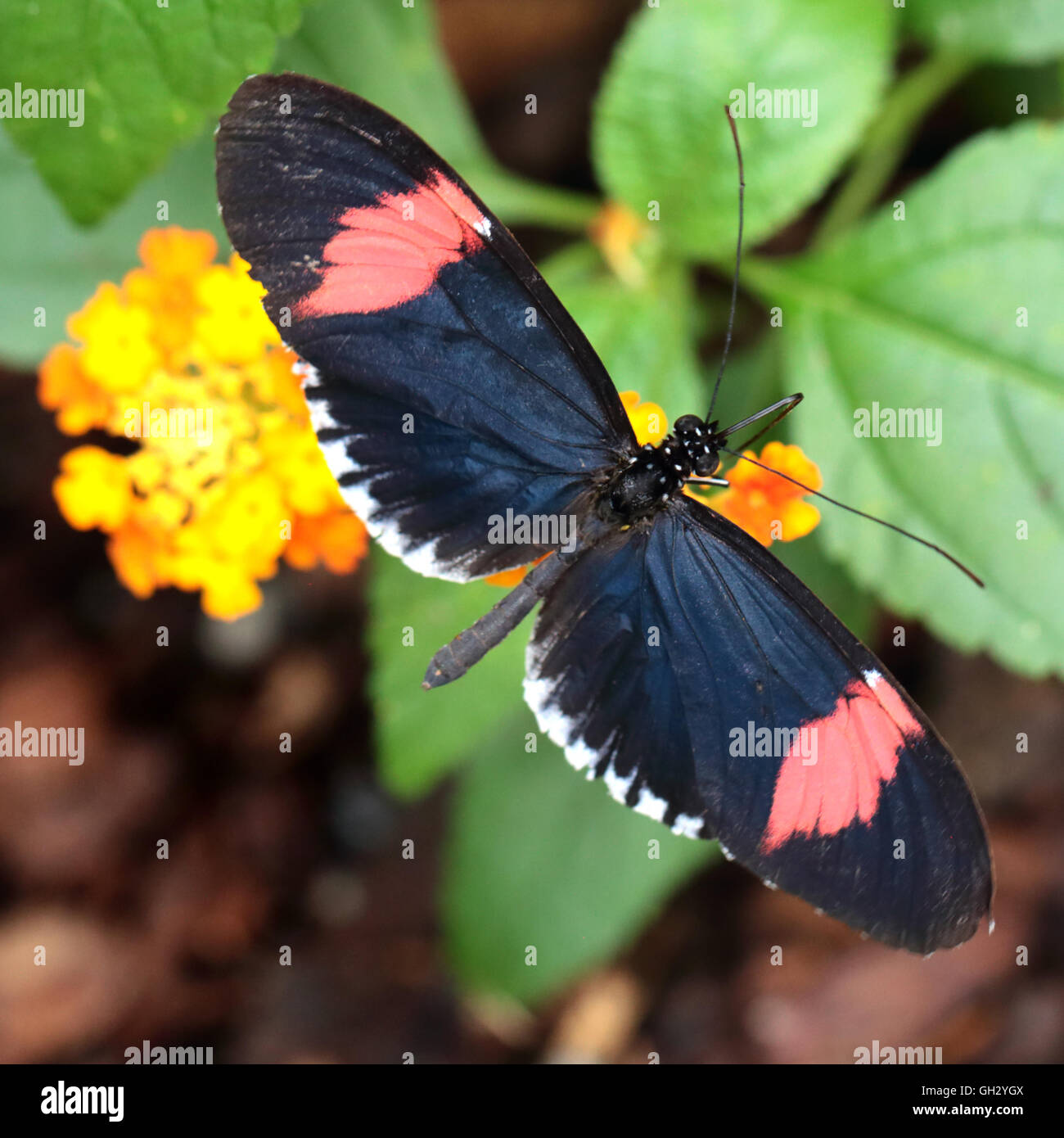 Red Postman butterfly feeding (Heliconius erato cyrbia). The species is ...