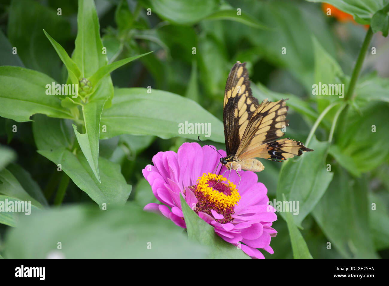 Butterfly in the Garden Stock Photo - Alamy