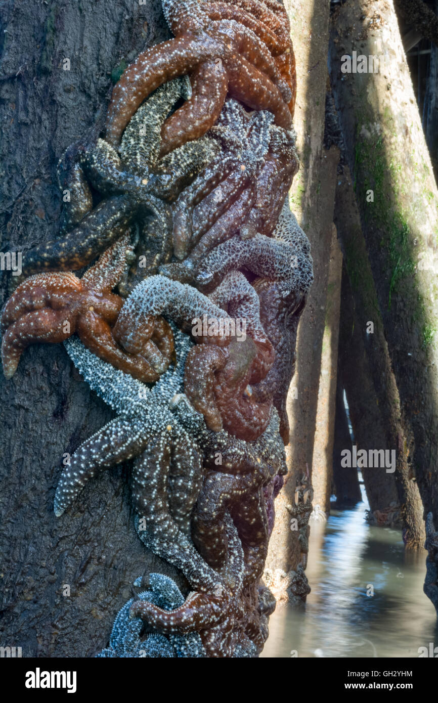 A mass of starfish are clinging to a piling Stock Photo - Alamy