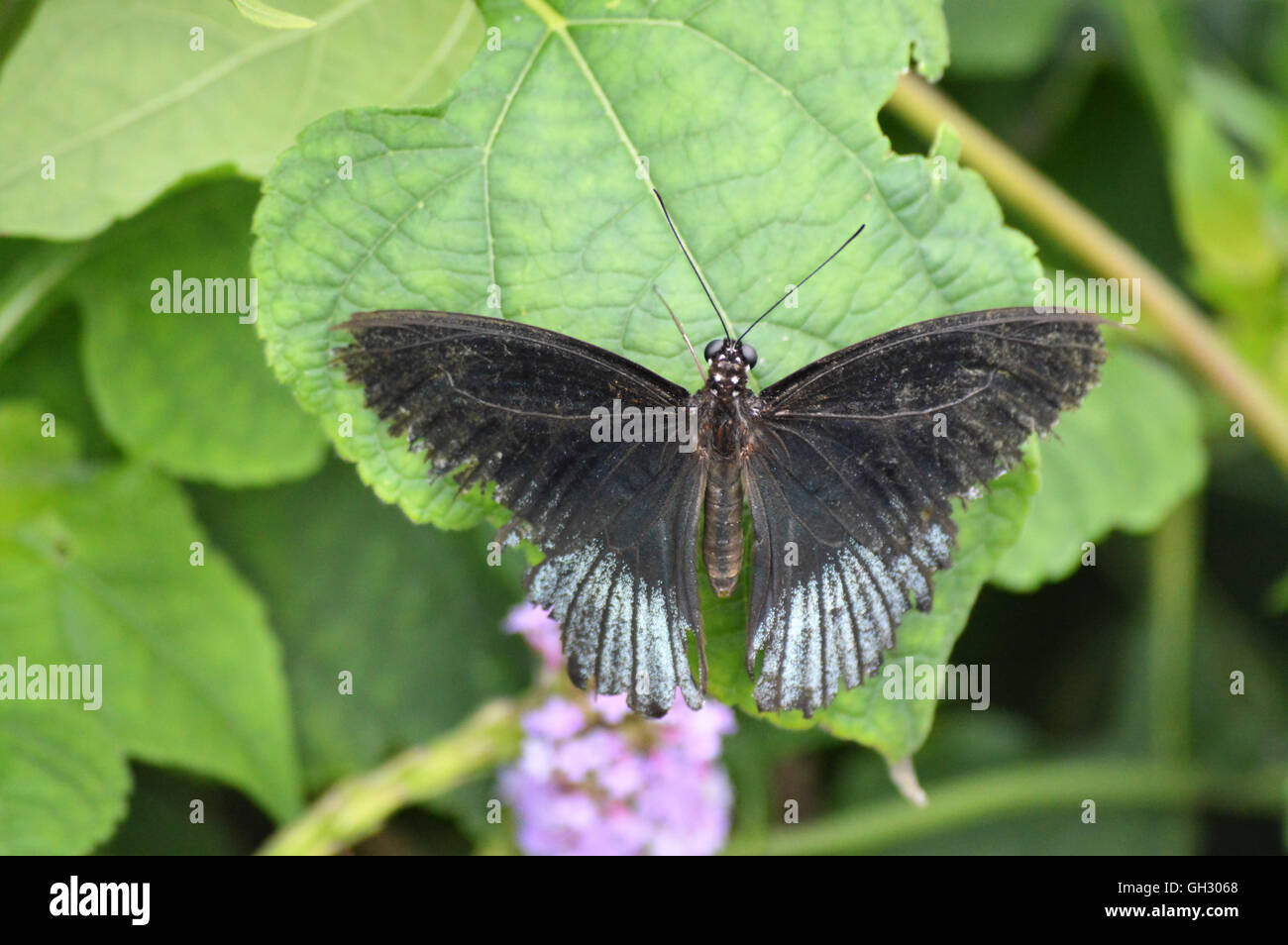 Butterfly in the Garden Stock Photo - Alamy