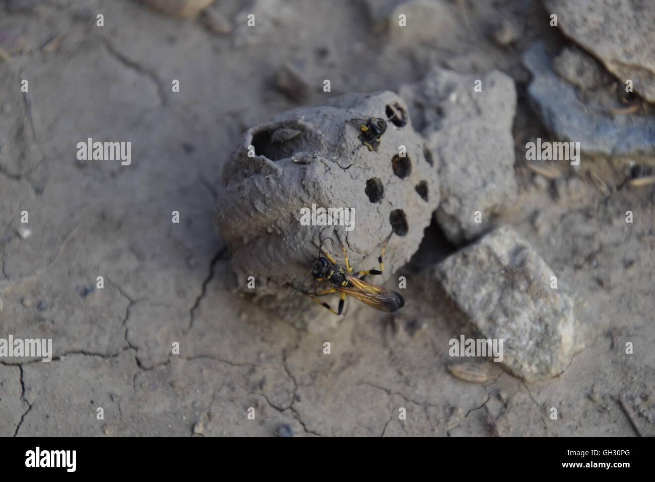 Break a hornet's nest of clay. Nests of clay belonging wasp. Clay ...