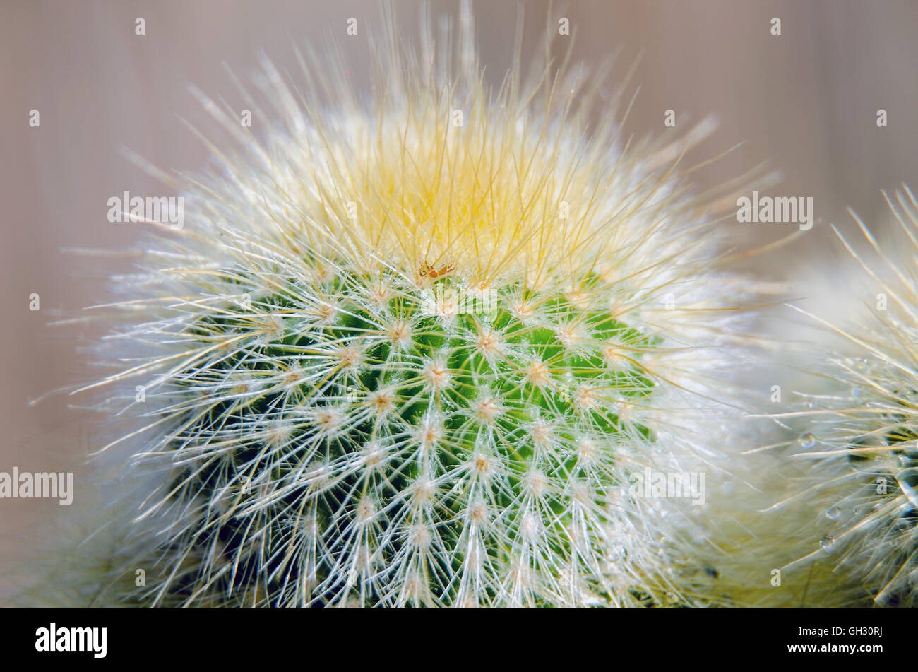 picture of a small cactus Stock Photo - Alamy