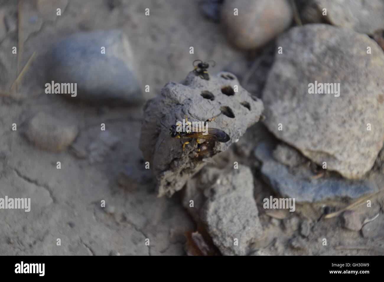 Break a hornet's nest of clay. Nests of clay belonging wasp. Clay ...