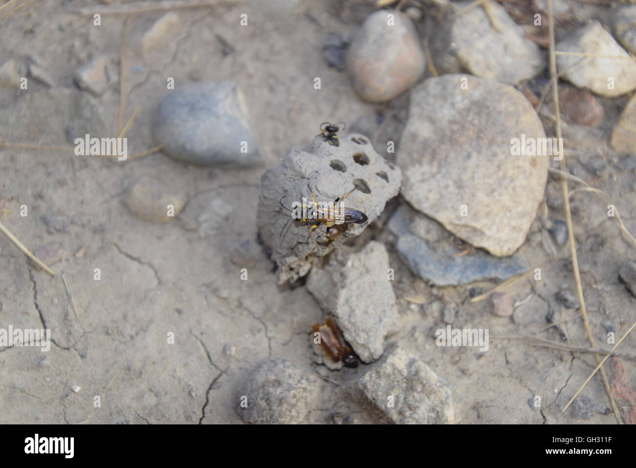 Break a hornet's nest of clay. Nests of clay belonging wasp. Clay ...