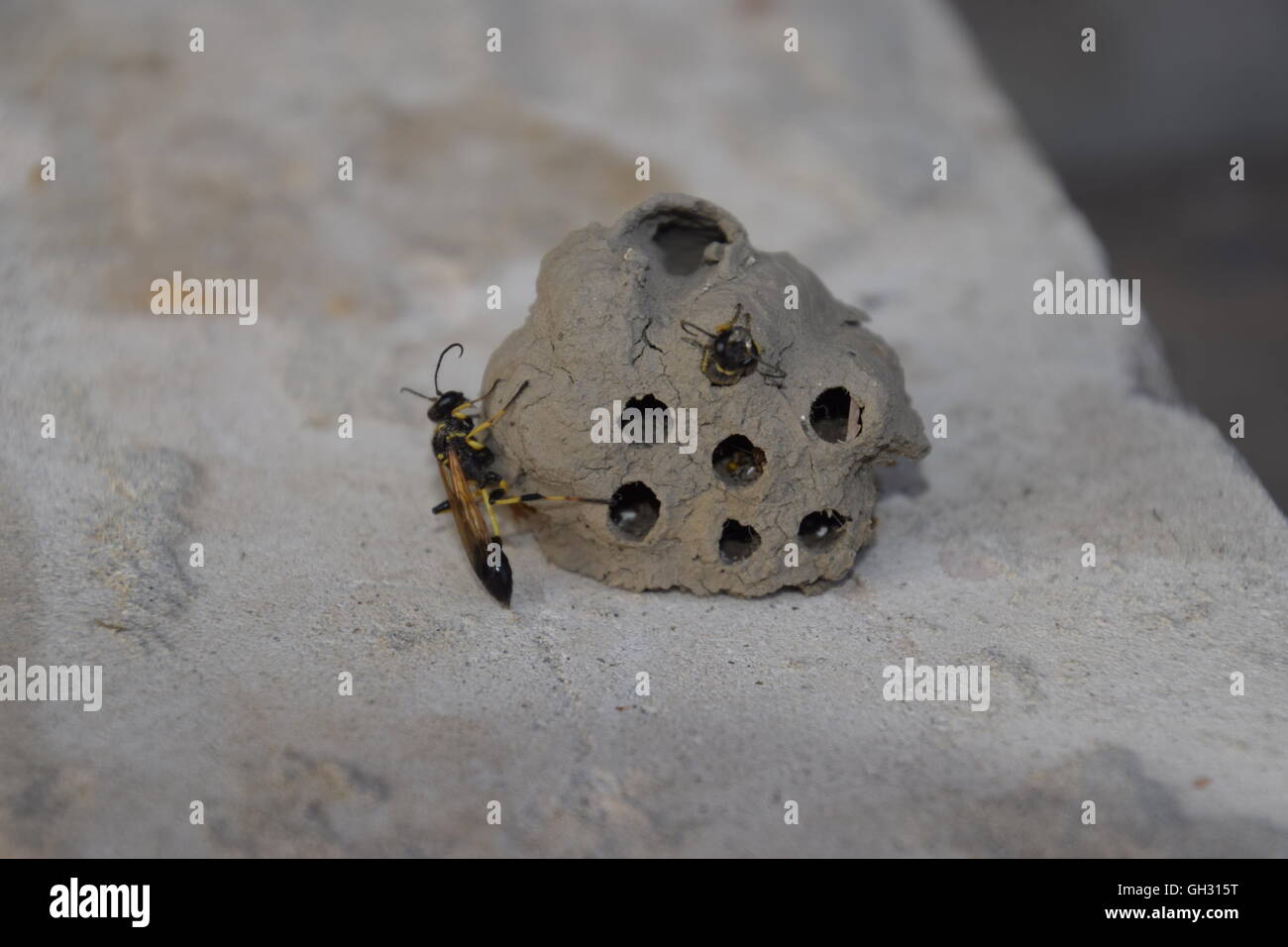 Break a hornet's nest of clay. Nests of clay belonging wasp. Clay ...