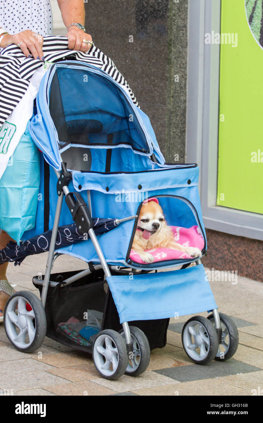 Wheeled dog pram hi-res stock photography and images - Alamy