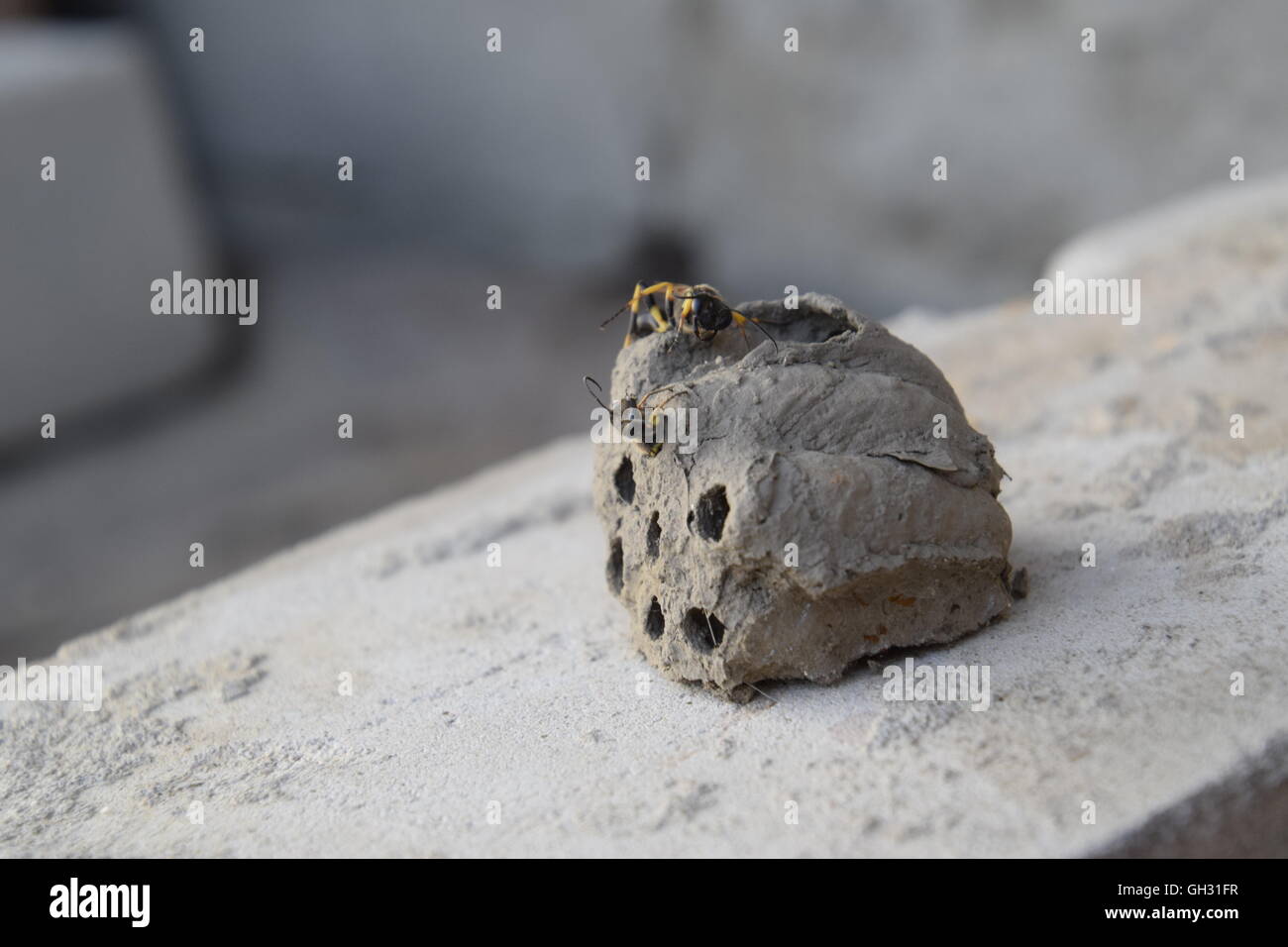 Break a hornet's nest of clay. Nests of clay belonging wasp. Clay ...