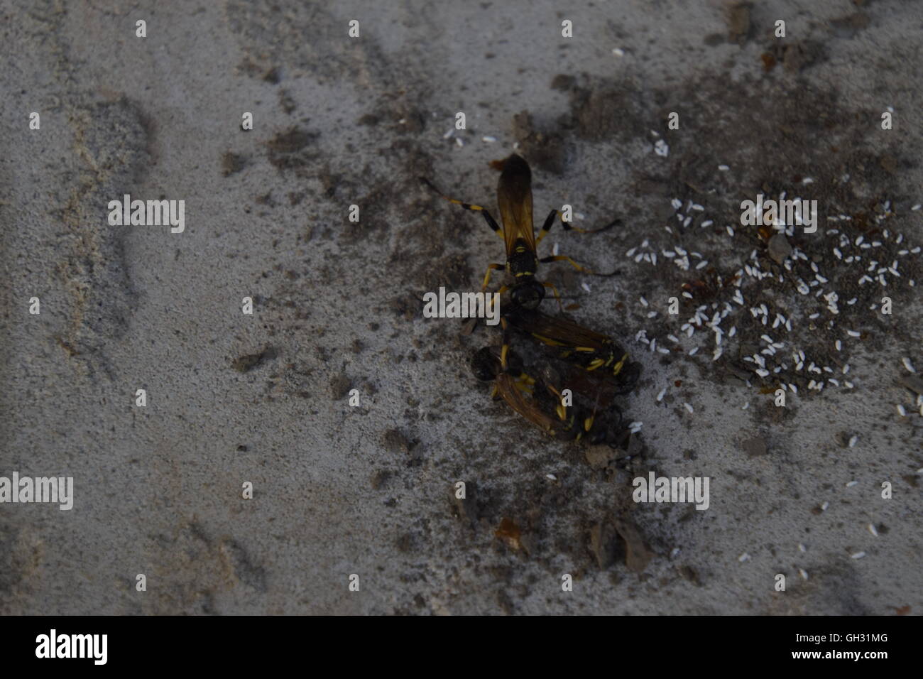 Break a hornet's nest of clay. Nests of clay belonging wasp. Clay ...